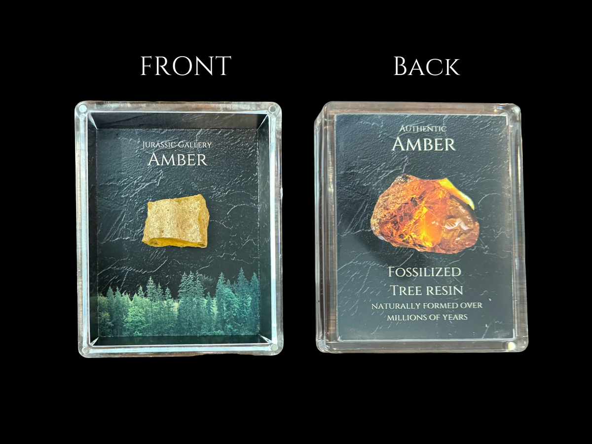 Amber Gift Box – Jurassic Gallery