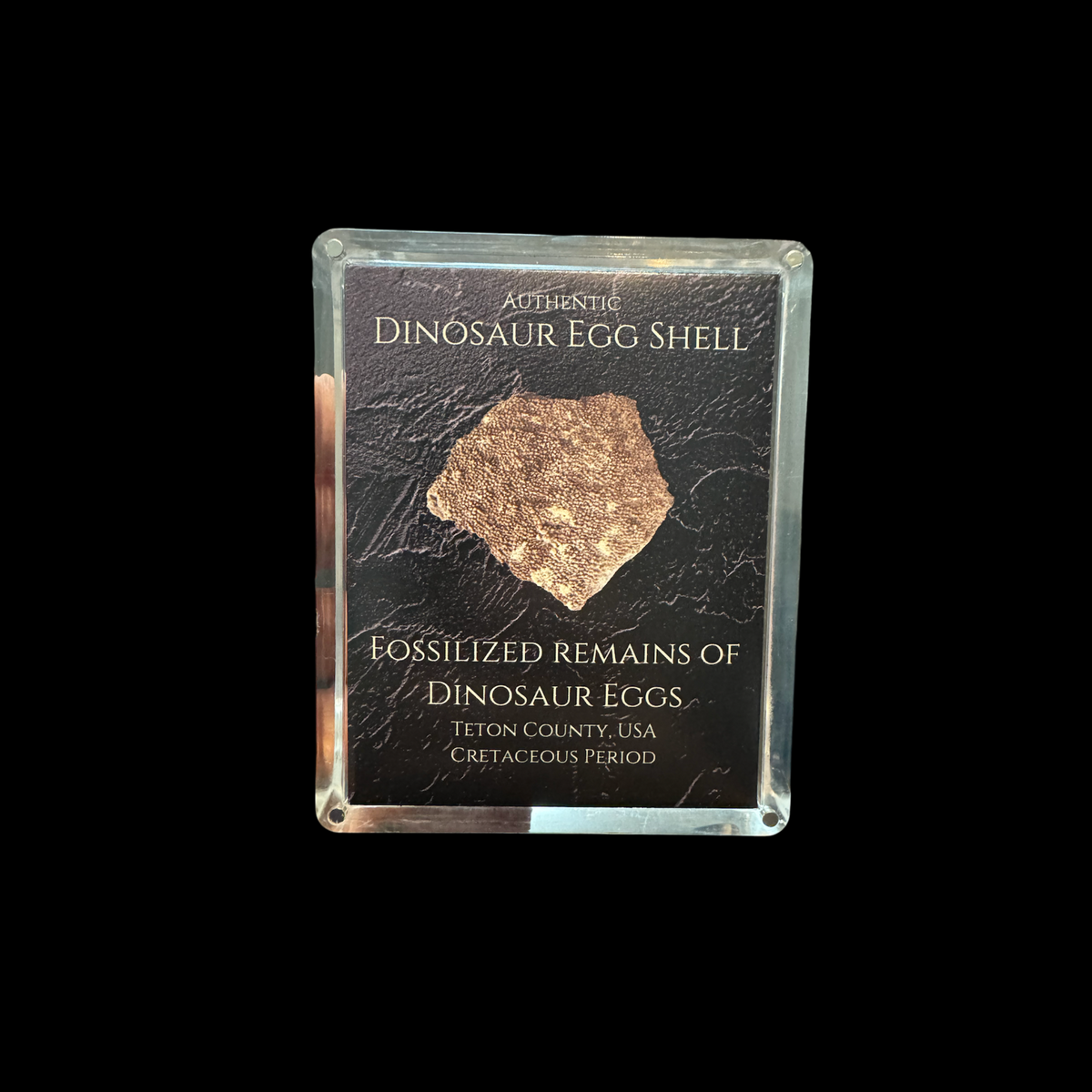 Dinosaur Egg Shell Gift Box – Jurassic Gallery