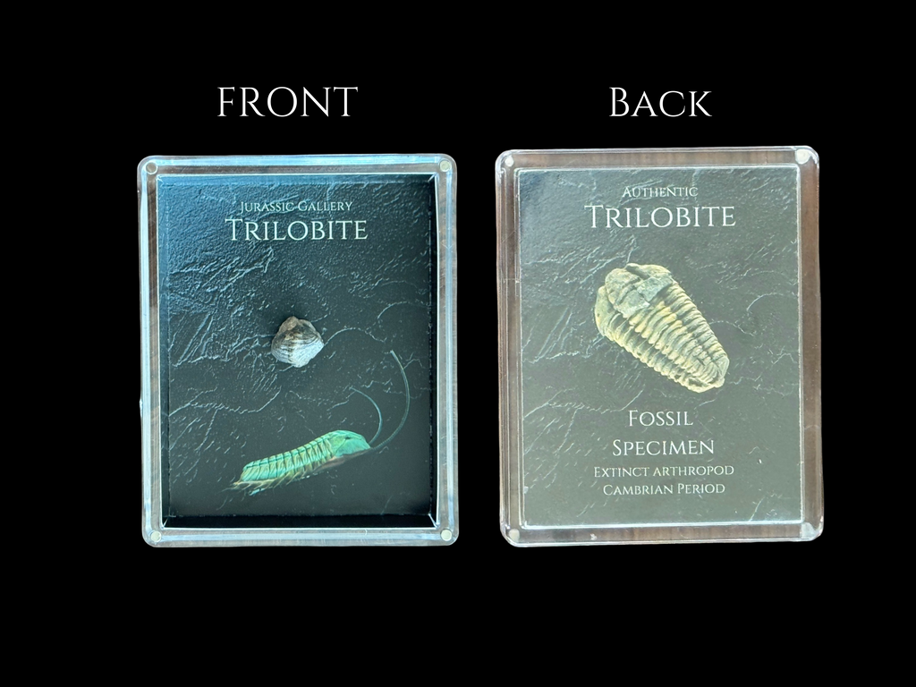 Trilobite Gift Box – Jurassic Gallery