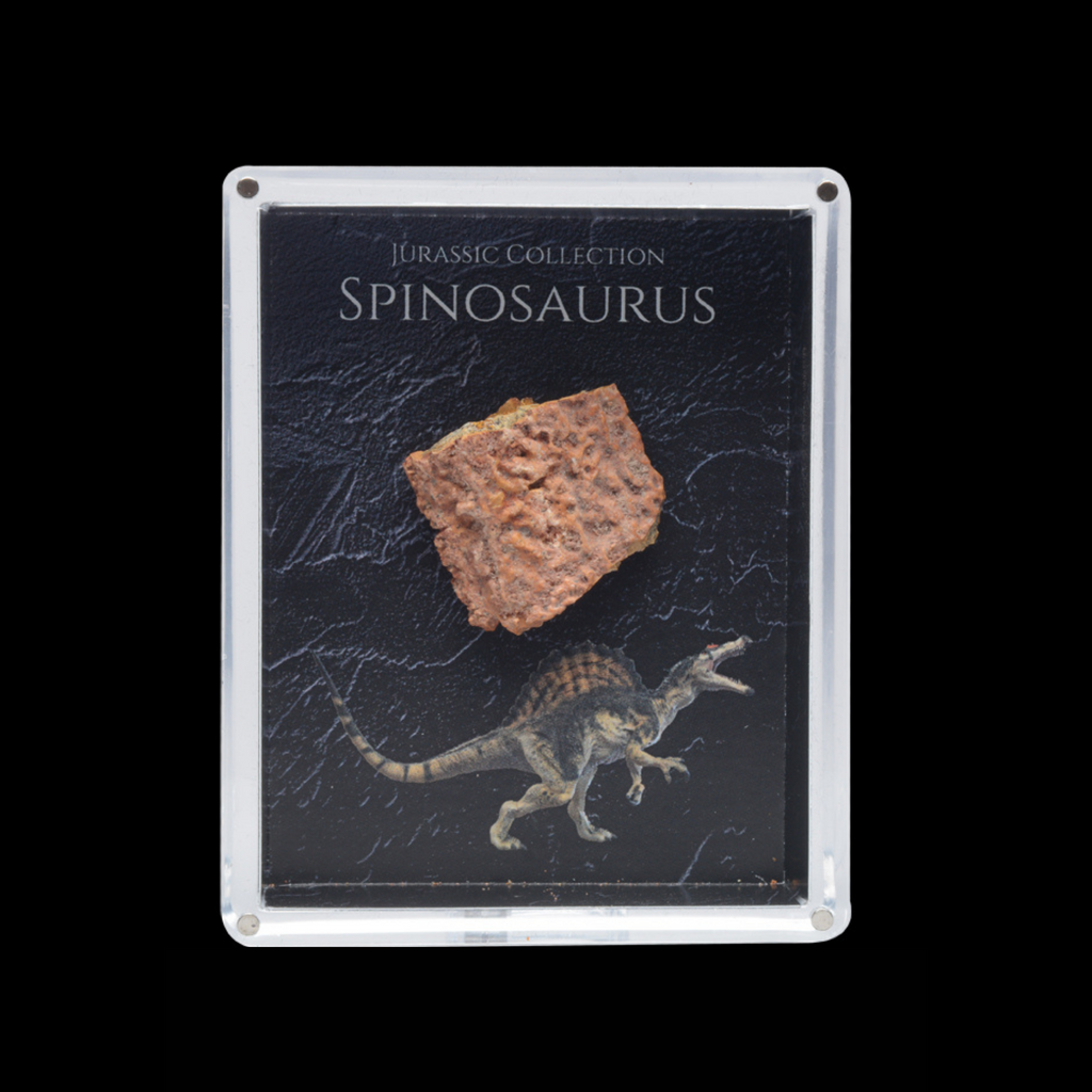 Spinosaurus Fossil Gift Box – Jurassic Gallery